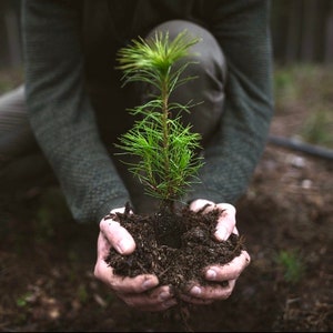 Live Scotch Pine Tree Saplings Pinus Sylvestris Rooted Evergreen ...
