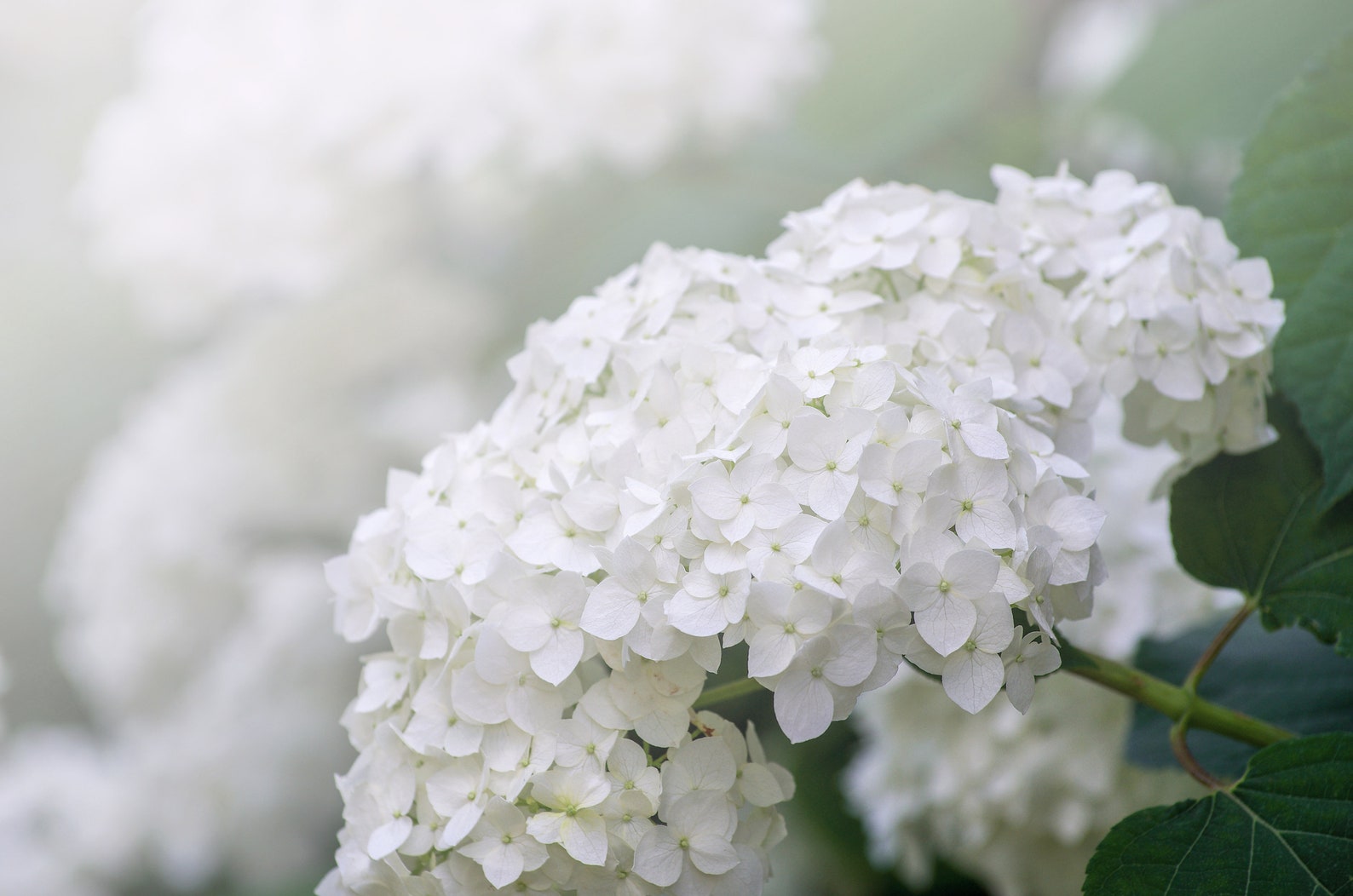 Pee Gee Hydrangea Sapling (hydrangea Paniculata) – Live Plant With ...