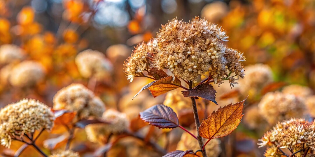 Common Ninebark Native Shrub Physocarpus Opulifolius Cold Hardy Hedge ...