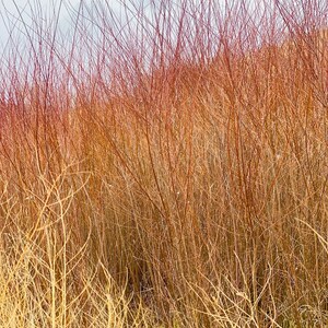 Coyote Willow Live Plants — Salix Exigua Rooted for Erosion Control ...