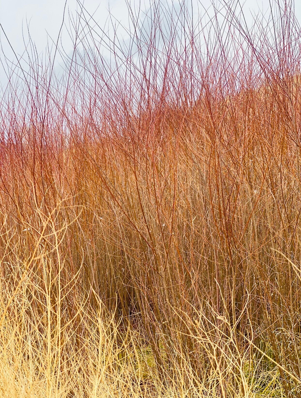 Coyote Willow Live Plants — Salix Exigua Rooted for Erosion Control ...
