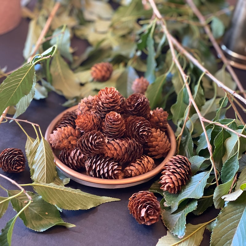 Hemlock Cones - Etsy