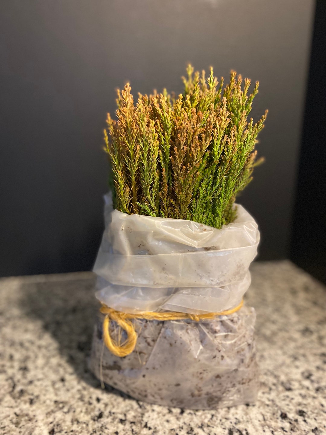 Giant Sequoia Starter Tree: Grow Your Own Majestic Redwood - Etsy