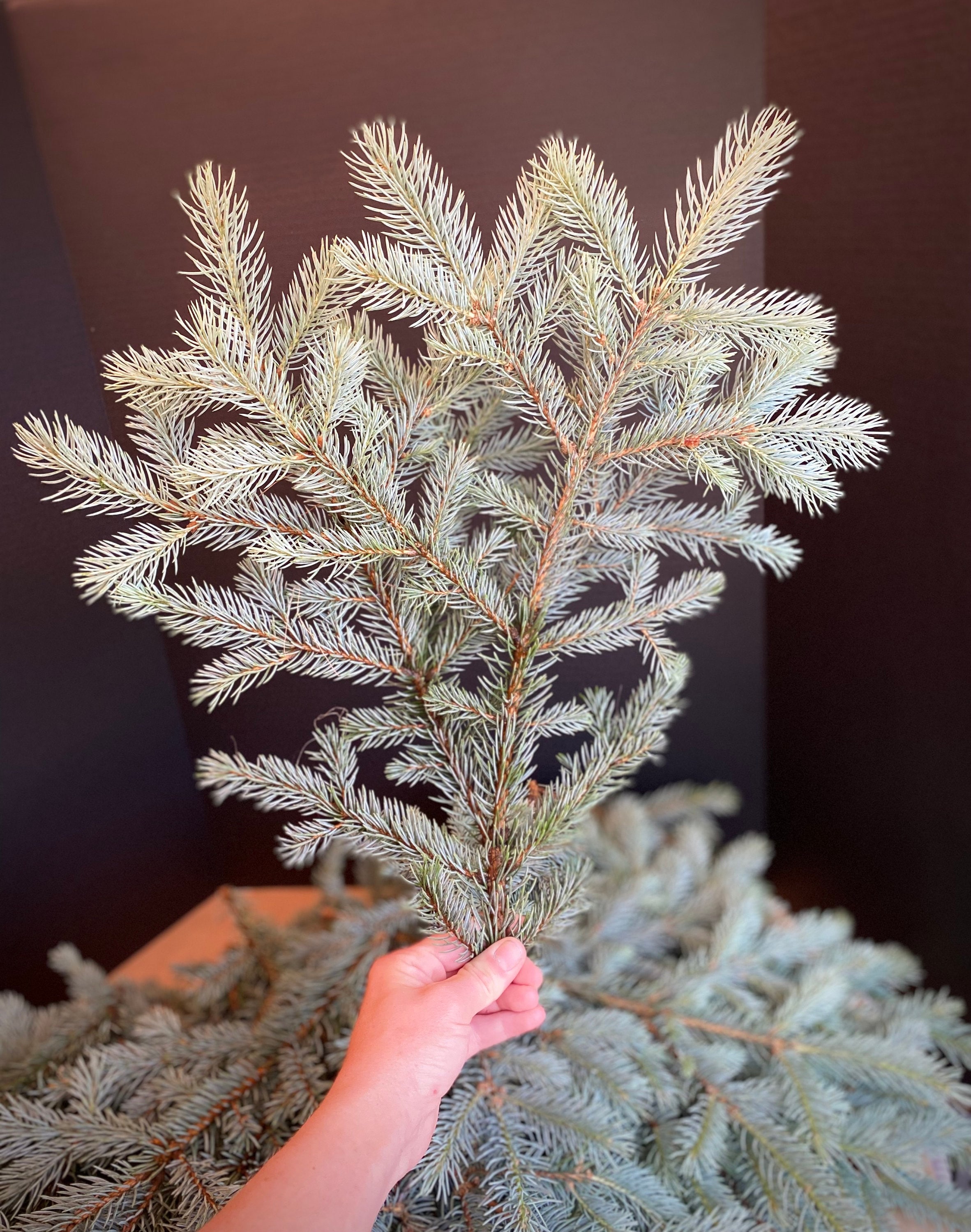 Colorado Blue Spruce Evergreen Cuttings for Seasonal Wreaths, Garlands ...