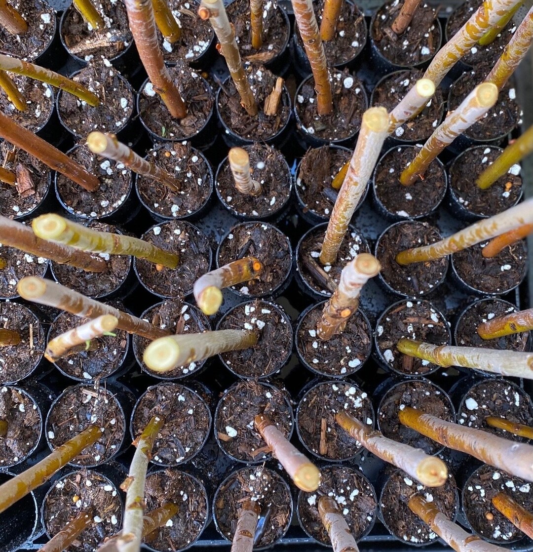 24 Willow Cuttings Fully Rooted Ready to Plant Salix Exigua ...