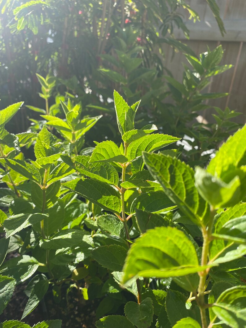 Pee Gee Hydrangea Sapling (hydrangea Paniculata) – Live Plant With ...