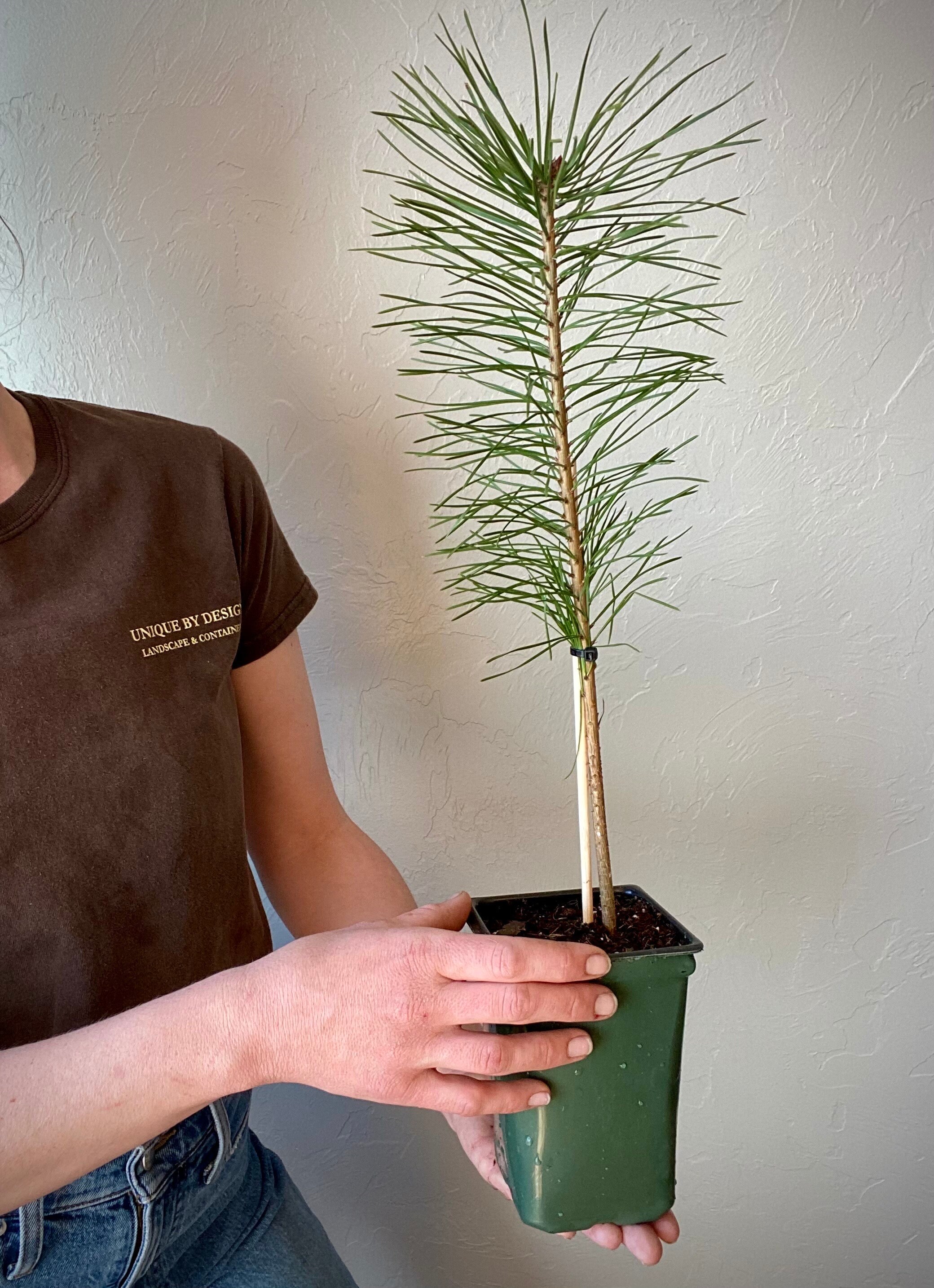 Live Scotch Pine 12 18 Pine Tree Sapling Pinus Sylvestris Primitive ...