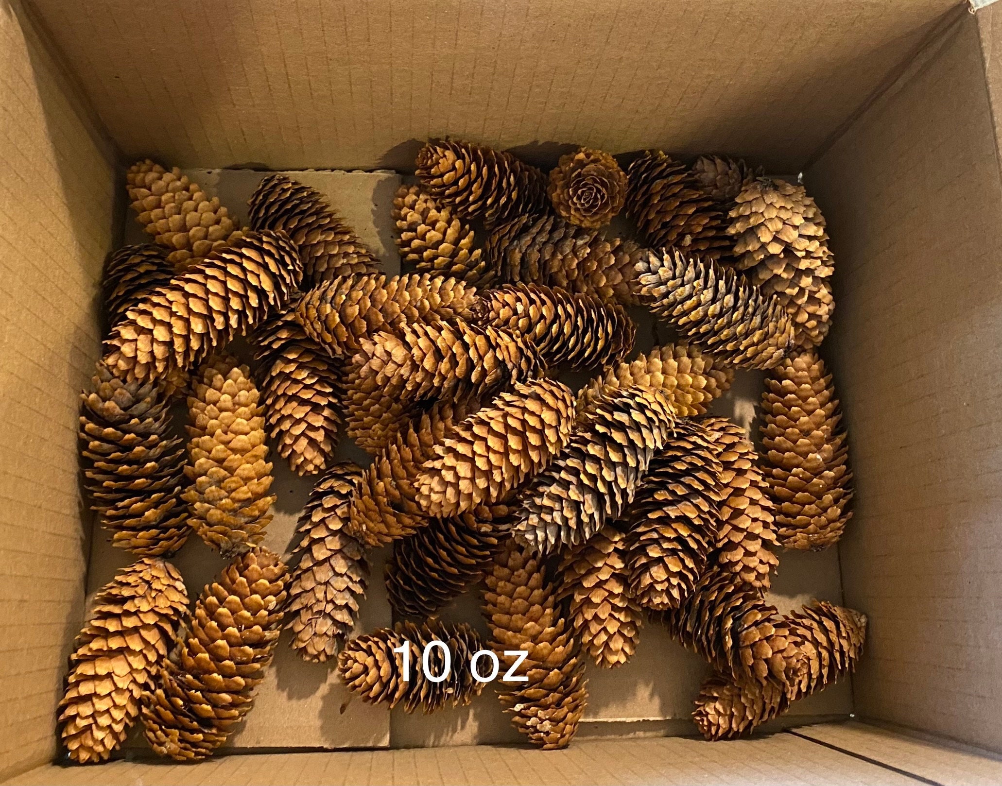 Colorado Blue Spruce Cones Bulk Craft Pinecone Bundles - Etsy