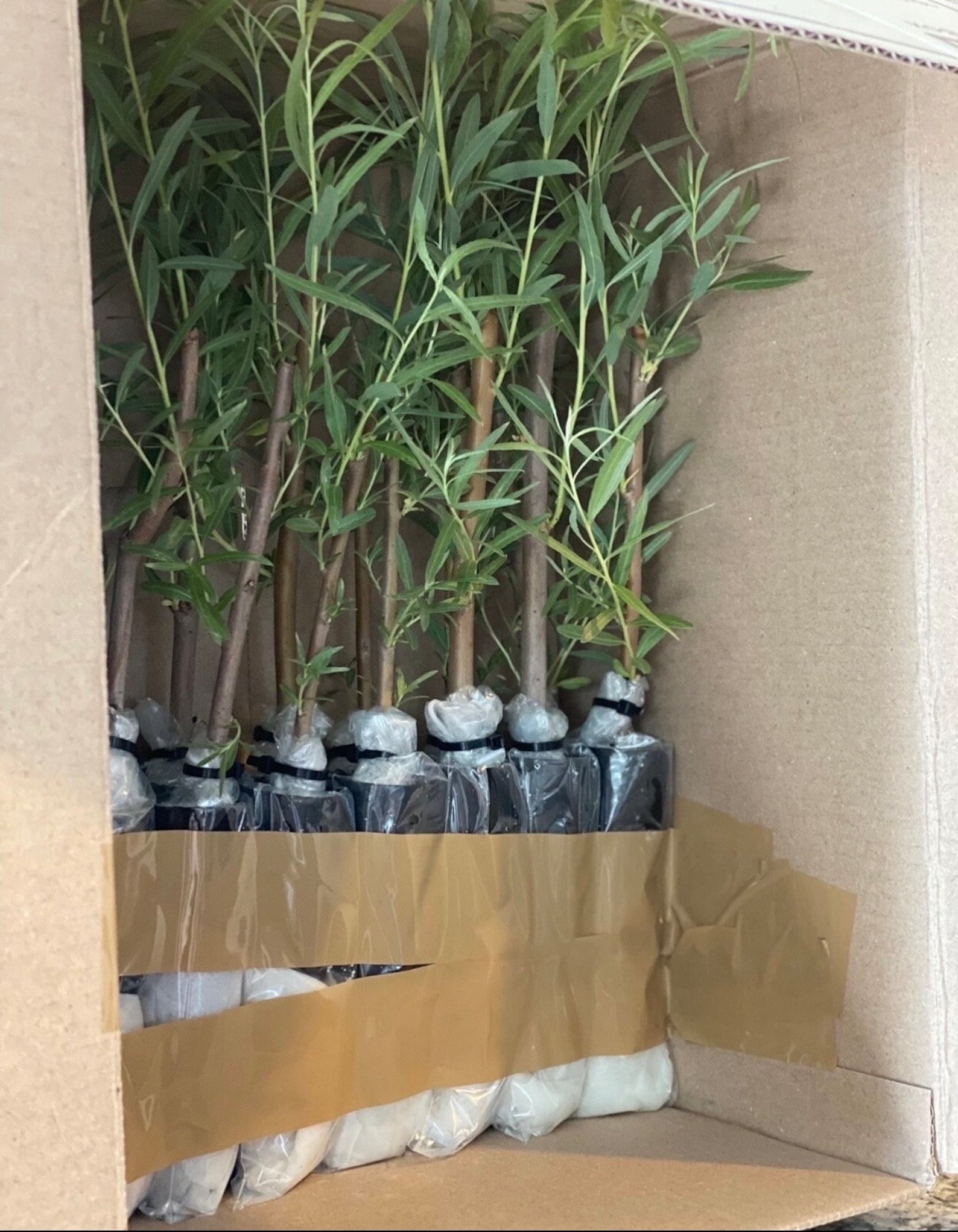 Coyote Willow Live Plants — Salix Exigua Rooted for Erosion Control ...