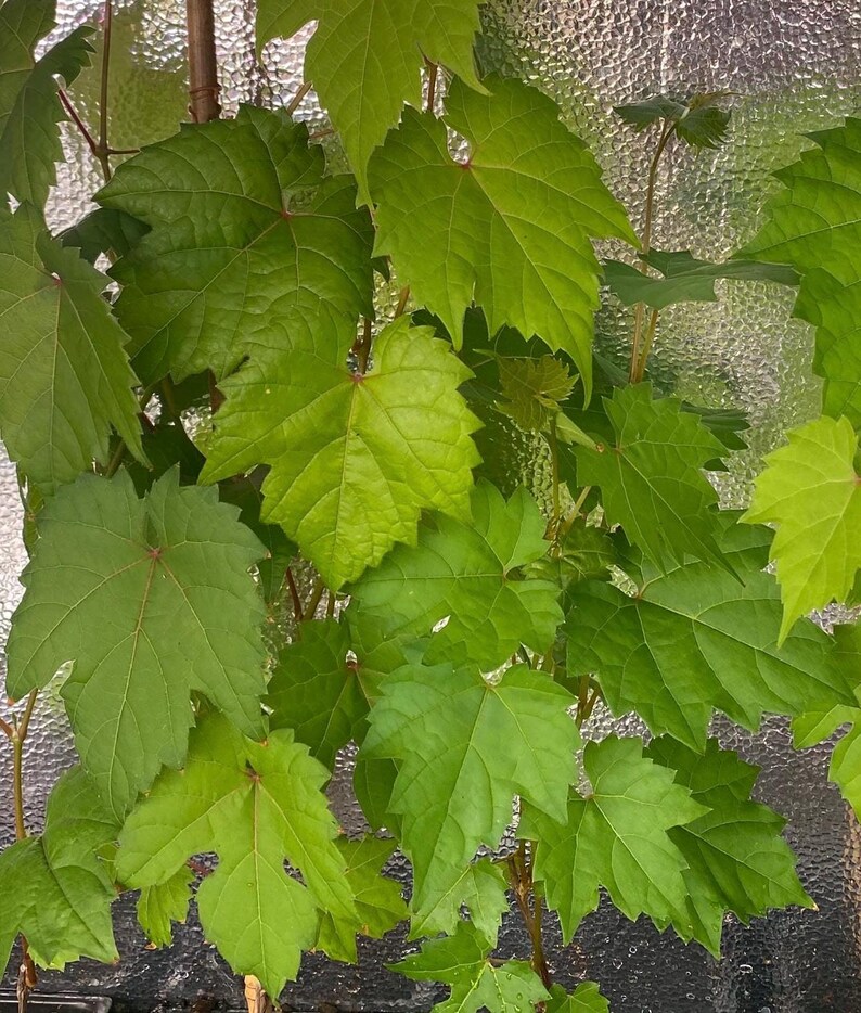 Wild Grapevine (vitis Riparia): Edible Grapes, Privacy Screen Live ...