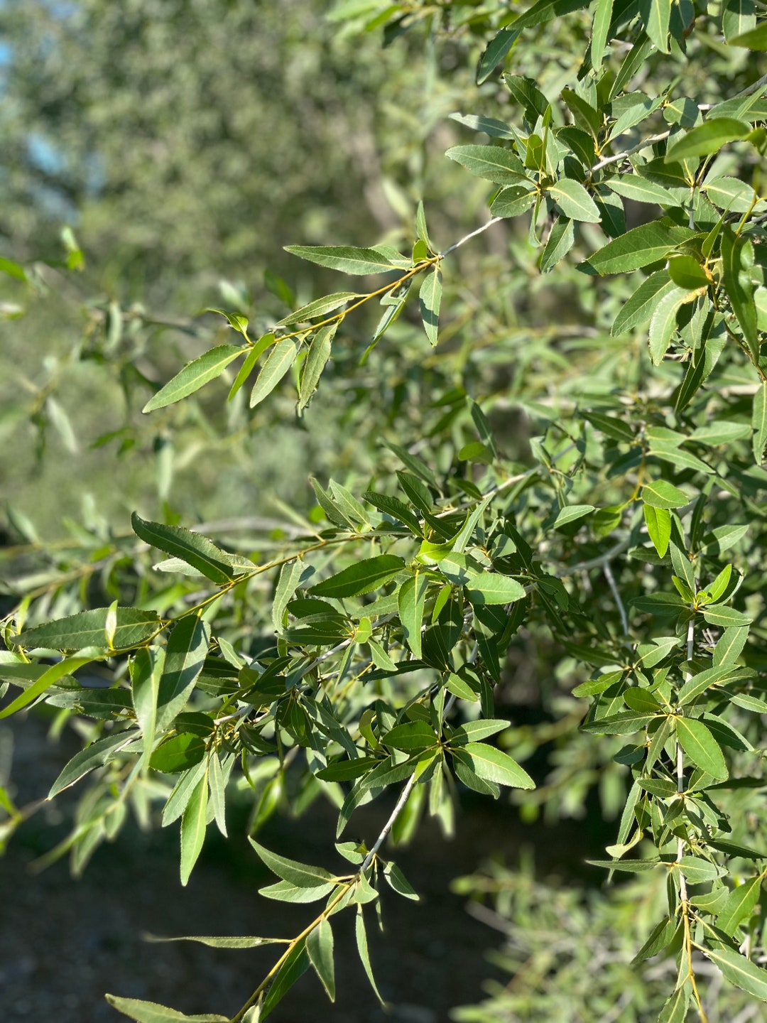 Black Willow (salix Nigra) A True North American Native | Erosion ...