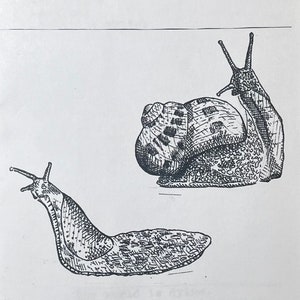 Stinkbug Draws #5 - Gastropoda - Etsy