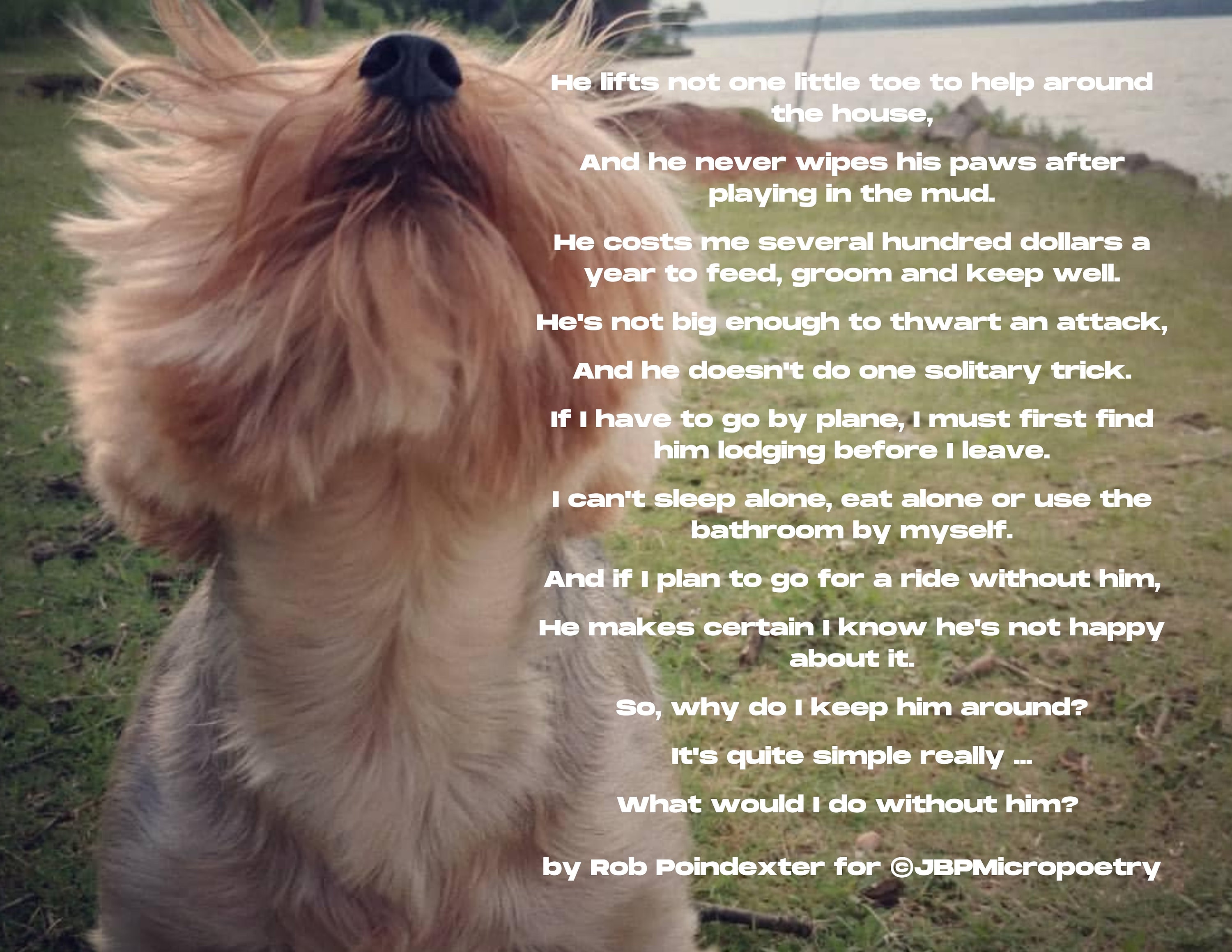 Sad Dog Poems