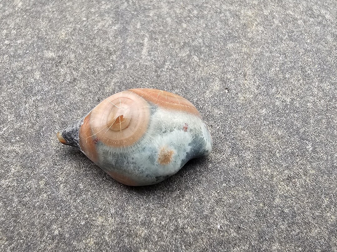 Rare Minnesota Thomsonite Nugget Lake Superior Gemstone Collector Rock ...