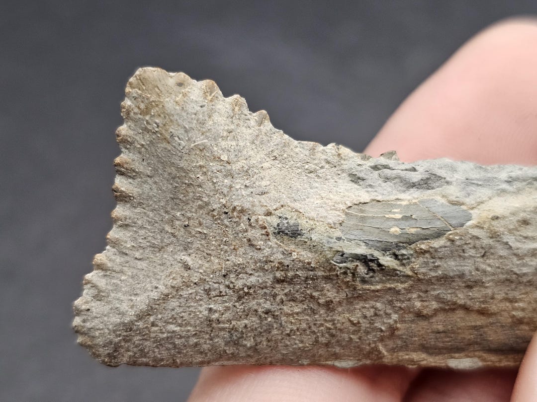 Very Rare Real Shark Jaw Fossil Prehistoric Specimen Found in Illinois ...
