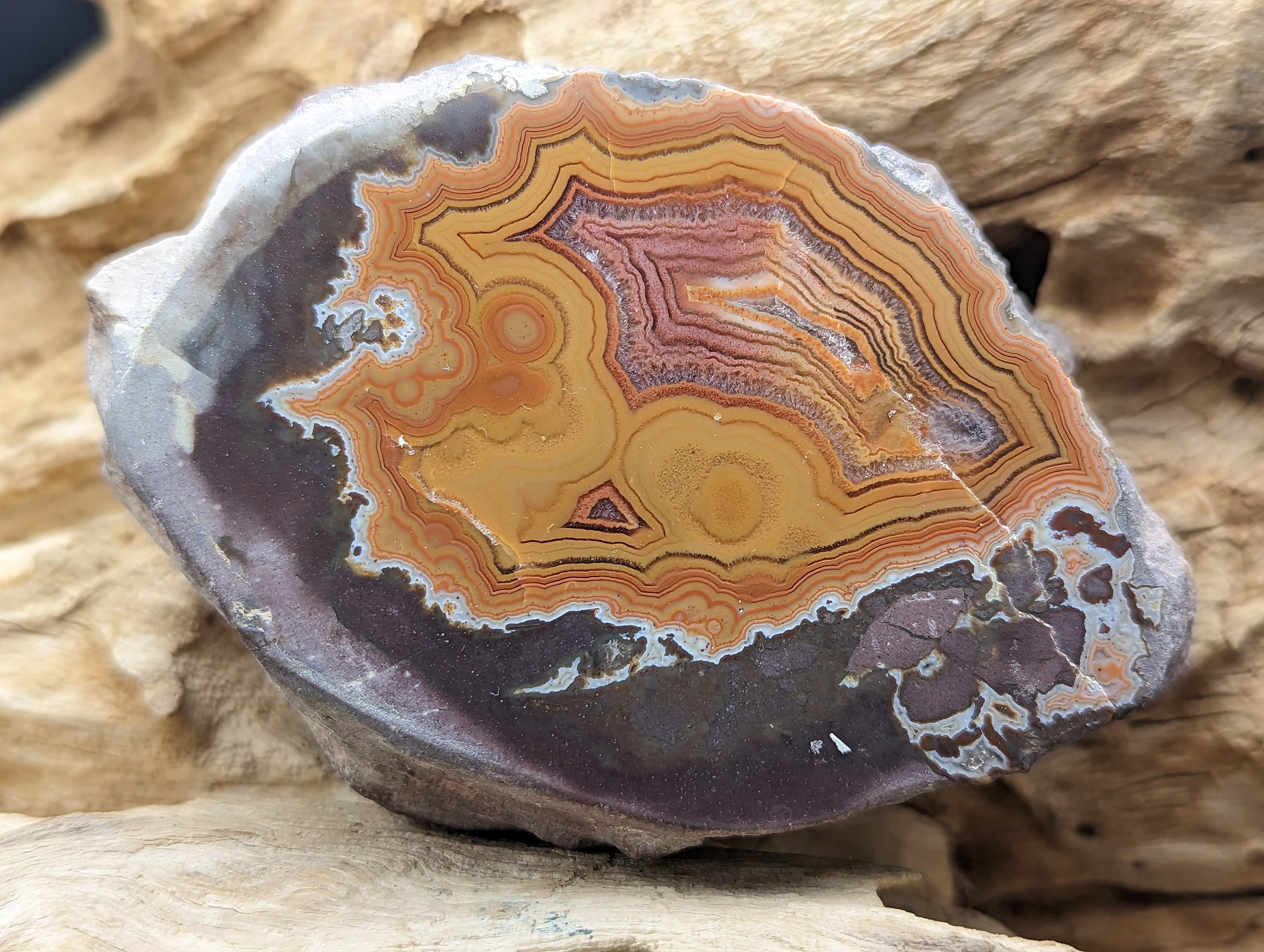 Montana Dryhead Agate Collector Specimen - Etsy