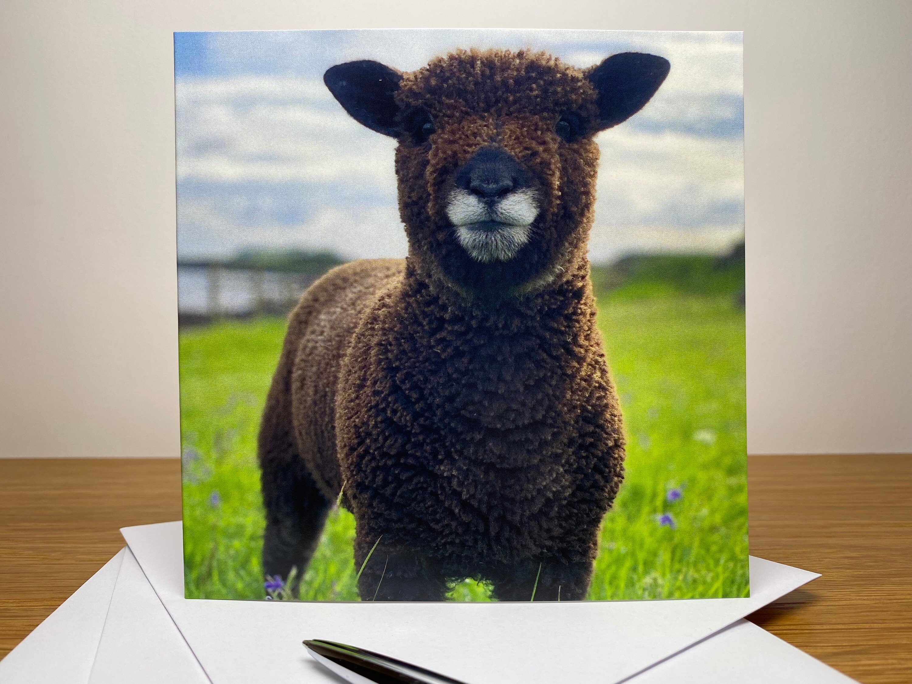 Coloured Ryeland Lamb Sheep Blank Card Sheep Greetings - Etsy