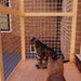 DIY 2x4 Ft Window Catio Plans, Outdoor Cat Enclosure for Fresh Air and ...