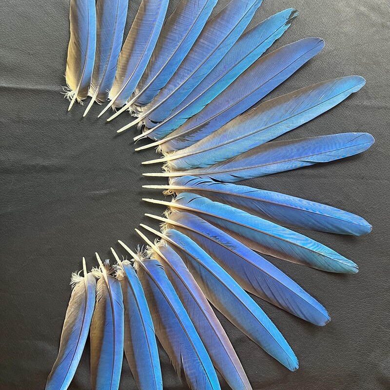Emu Feathers - Etsy