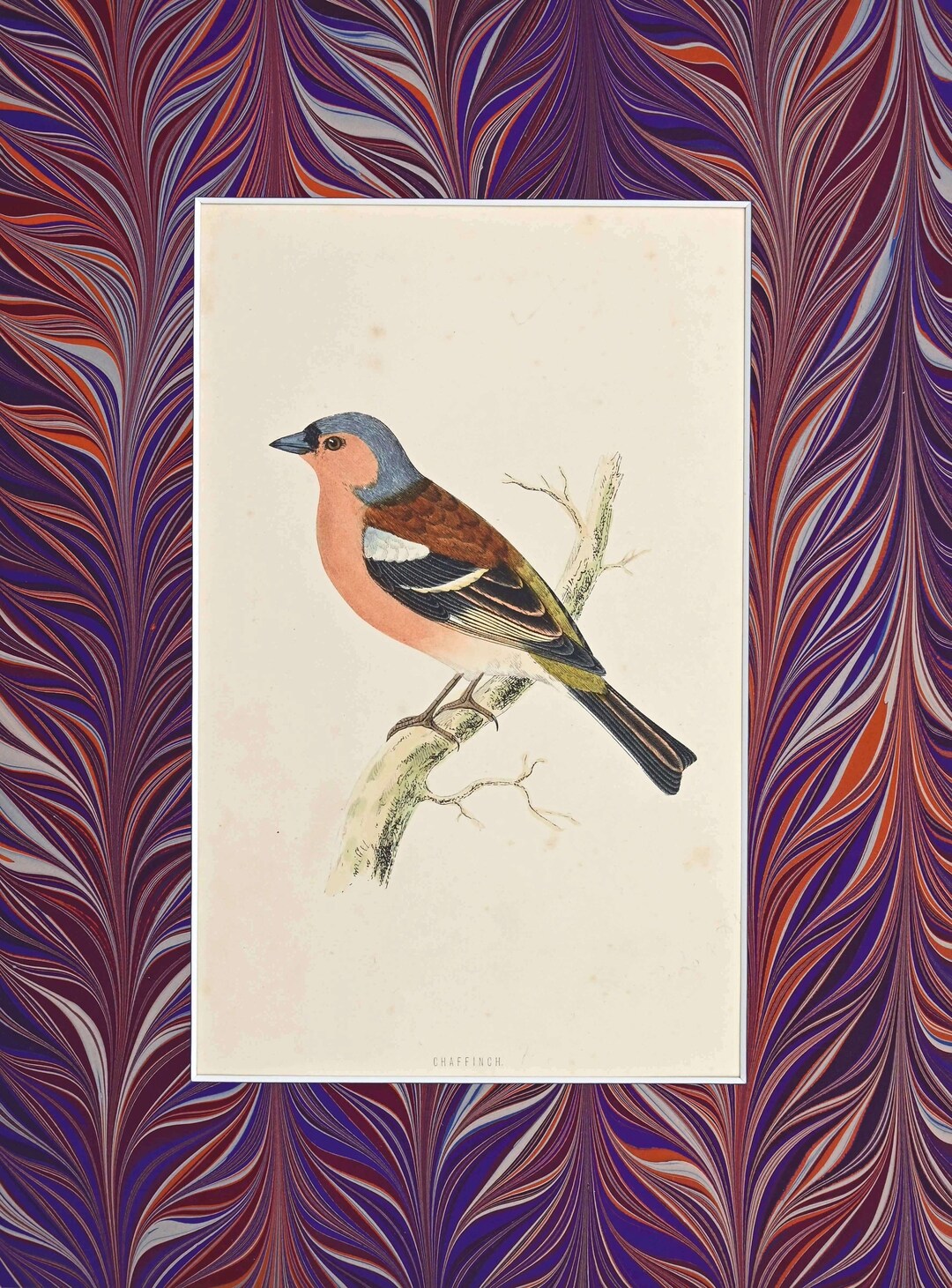 Original Antique Bird Print - the Chaffinch - With Marbled Mount / Mat ...