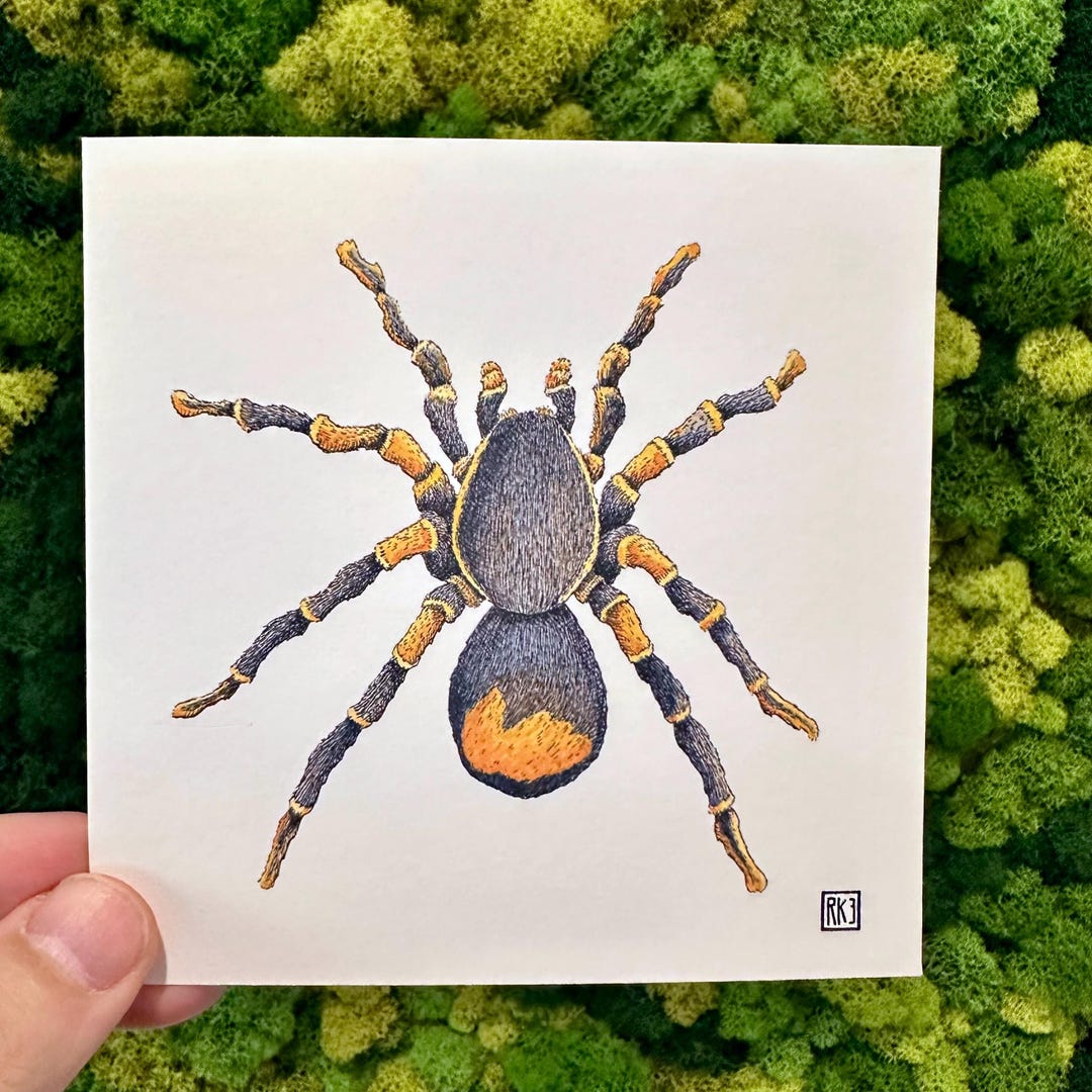 Tarantula Art Print - Etsy