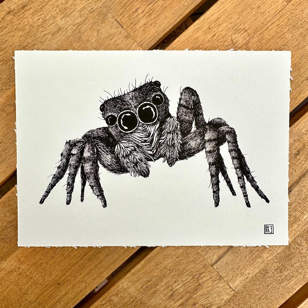 Jumping Spider Art Print - Etsy