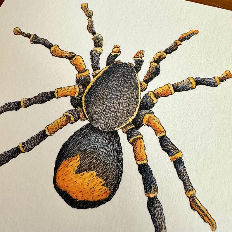 Tarantula Art Print - Etsy