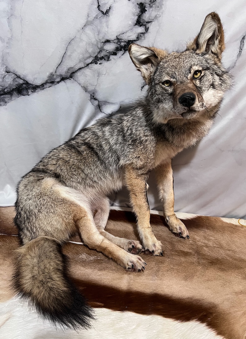 Poseable Soft Mount COYOTE Taxidermy - Etsy