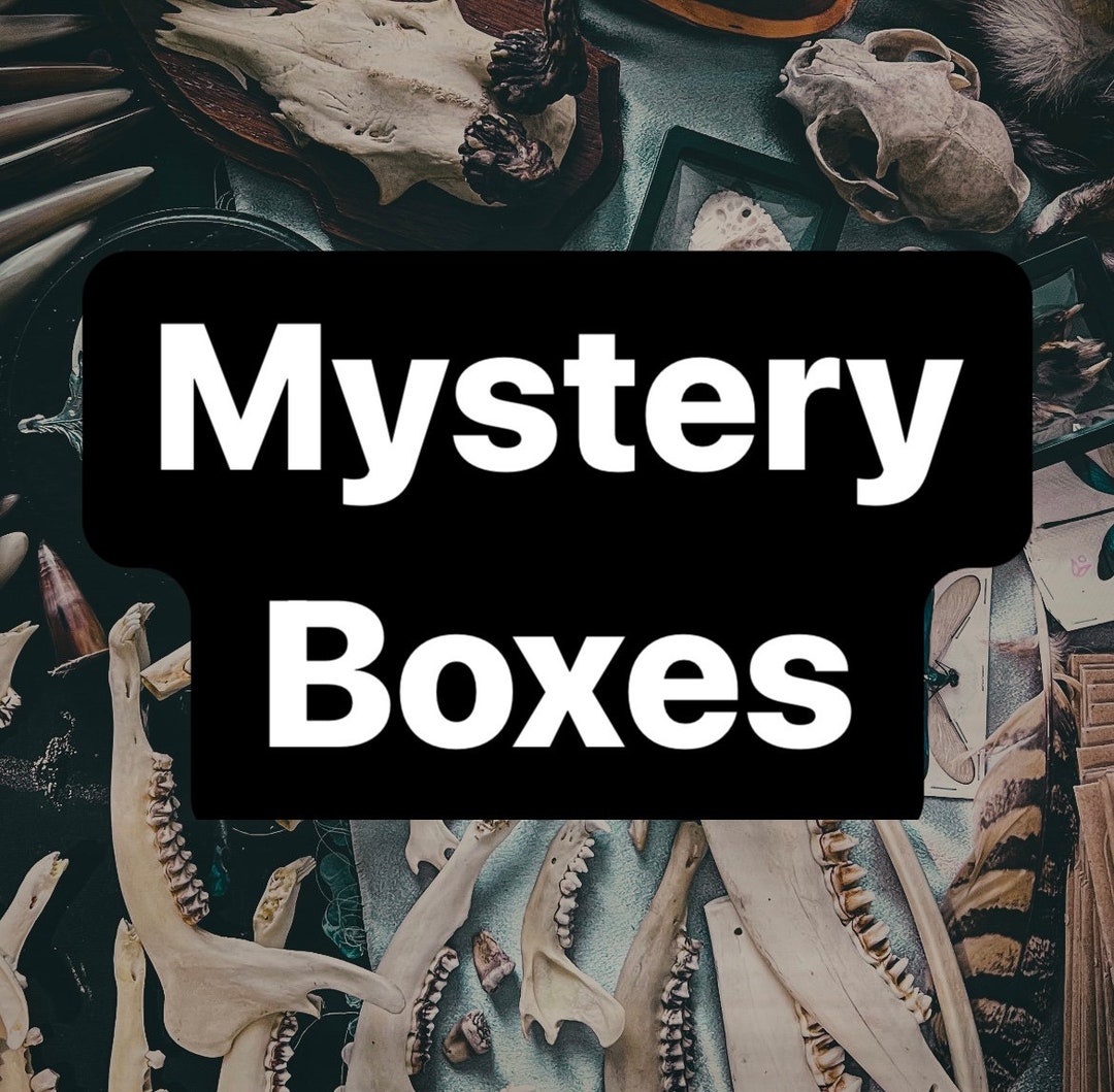 MYSTERY Bone/curio Boxes - Etsy