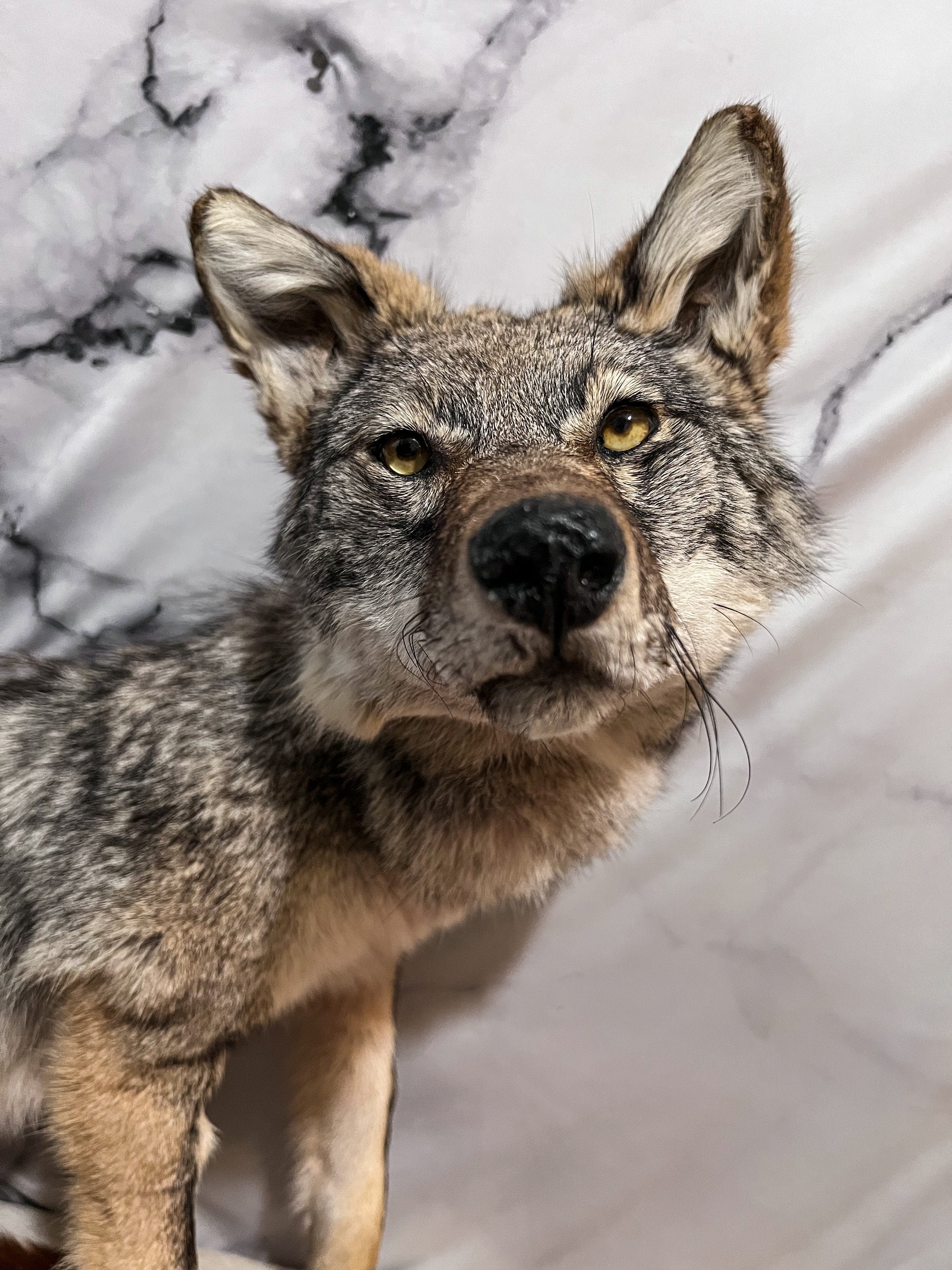 Poseable Soft Mount COYOTE Taxidermy - Etsy