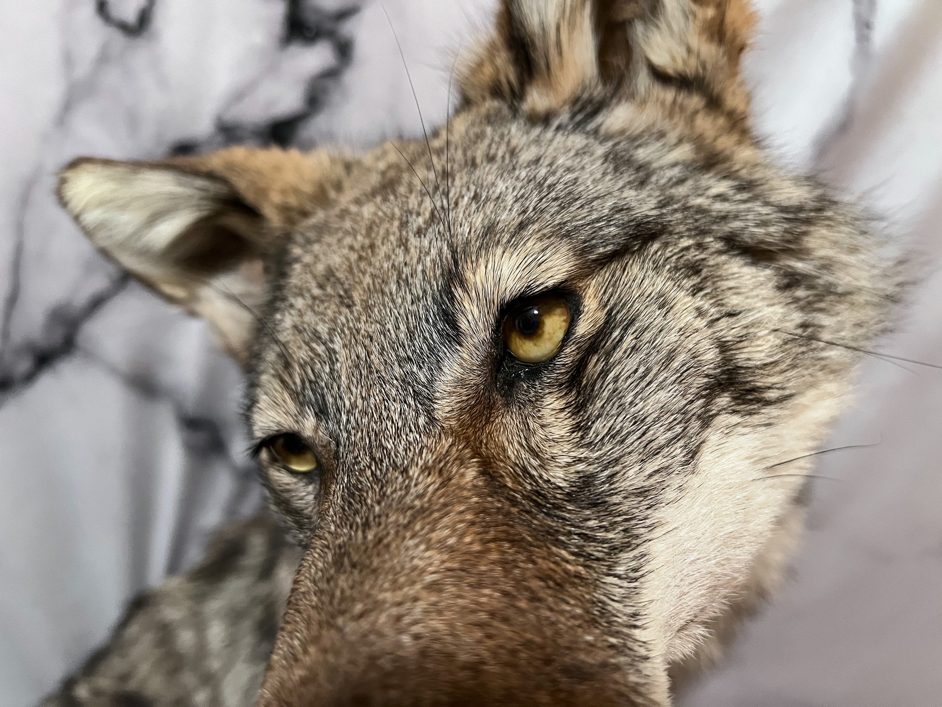 Poseable Soft Mount COYOTE Taxidermy - Etsy