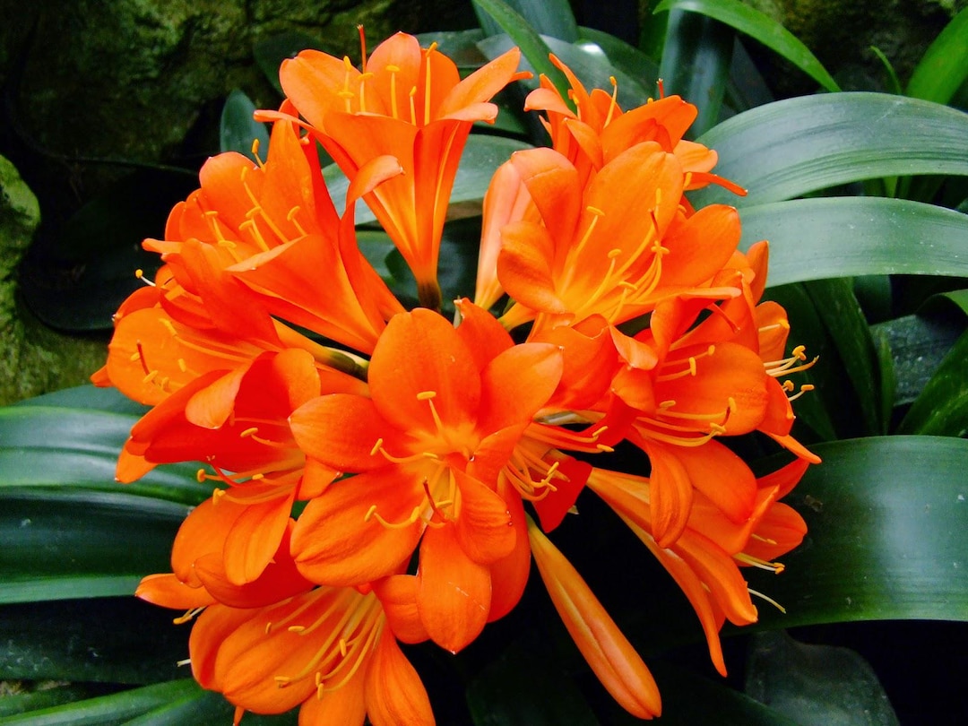 Clivia - Bush Lily - Clivia Miniata - Seasonal Flowers, Evergreen Plant ...