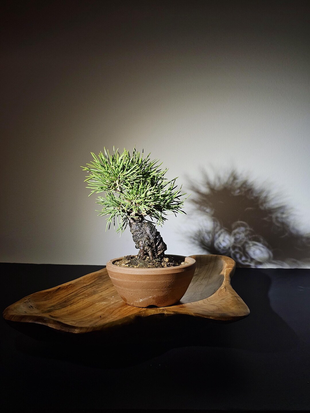 11-year Mikawa Japanese Black Pine Bonsai – Seed Grown JBP (pinus ...