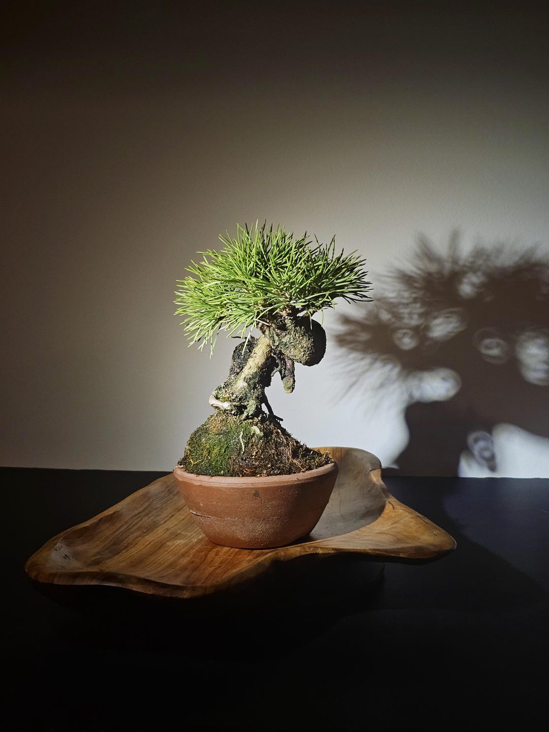 11-year Mikawa Japanese Black Pine Bonsai – Seed Grown JBP (pinus ...