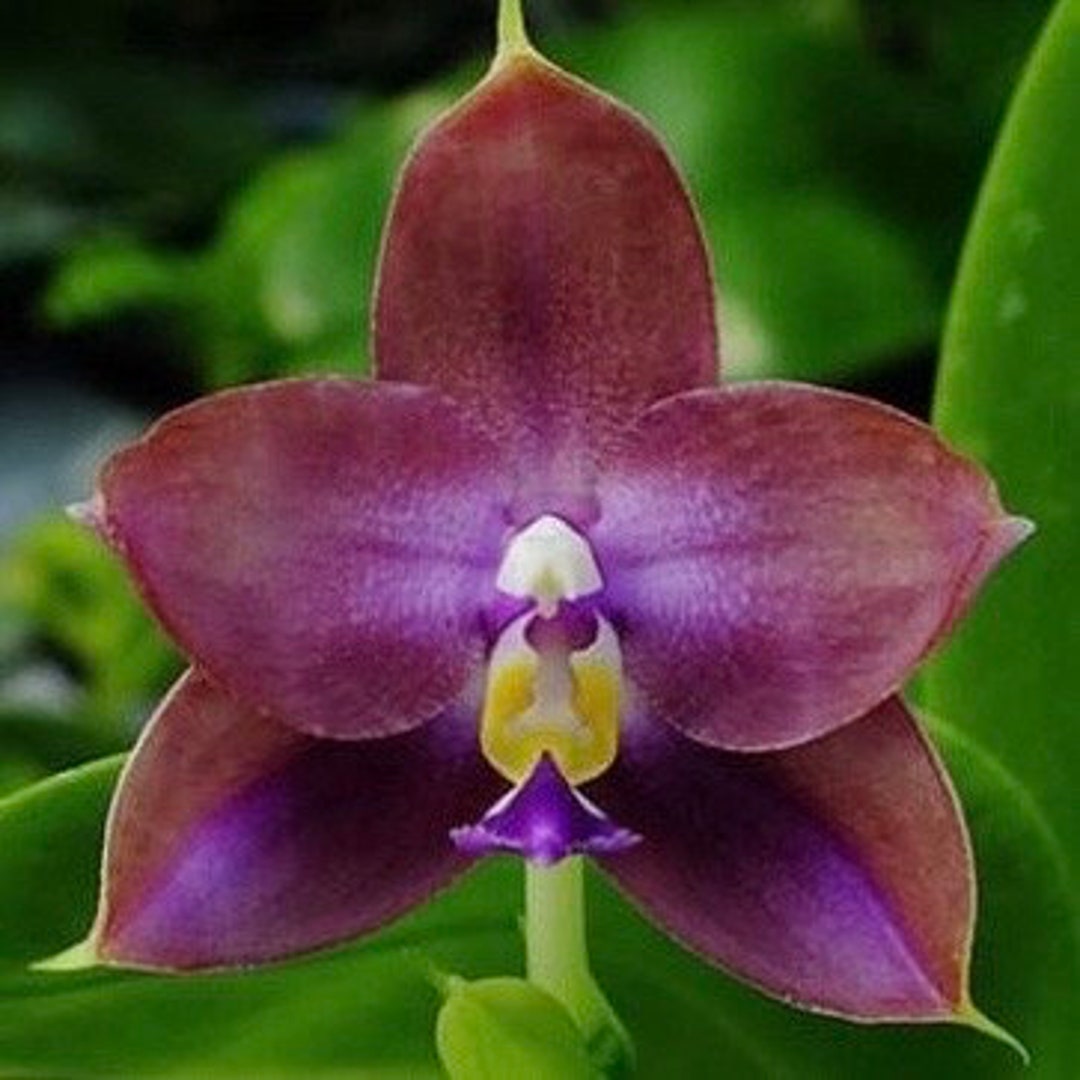 Phal. Freya's Blue Origin'grape Purple' P. Yaphon Yellow Story'freya ...
