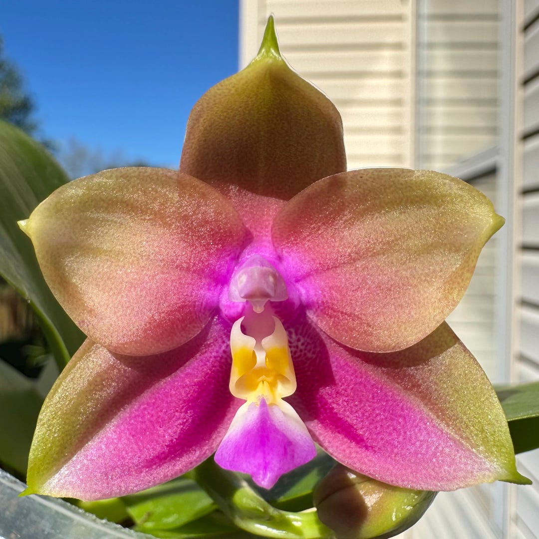 P. Yangyang Pink Mary X P. Yaphon Batman X P. Yangyang Pink Mary - Etsy