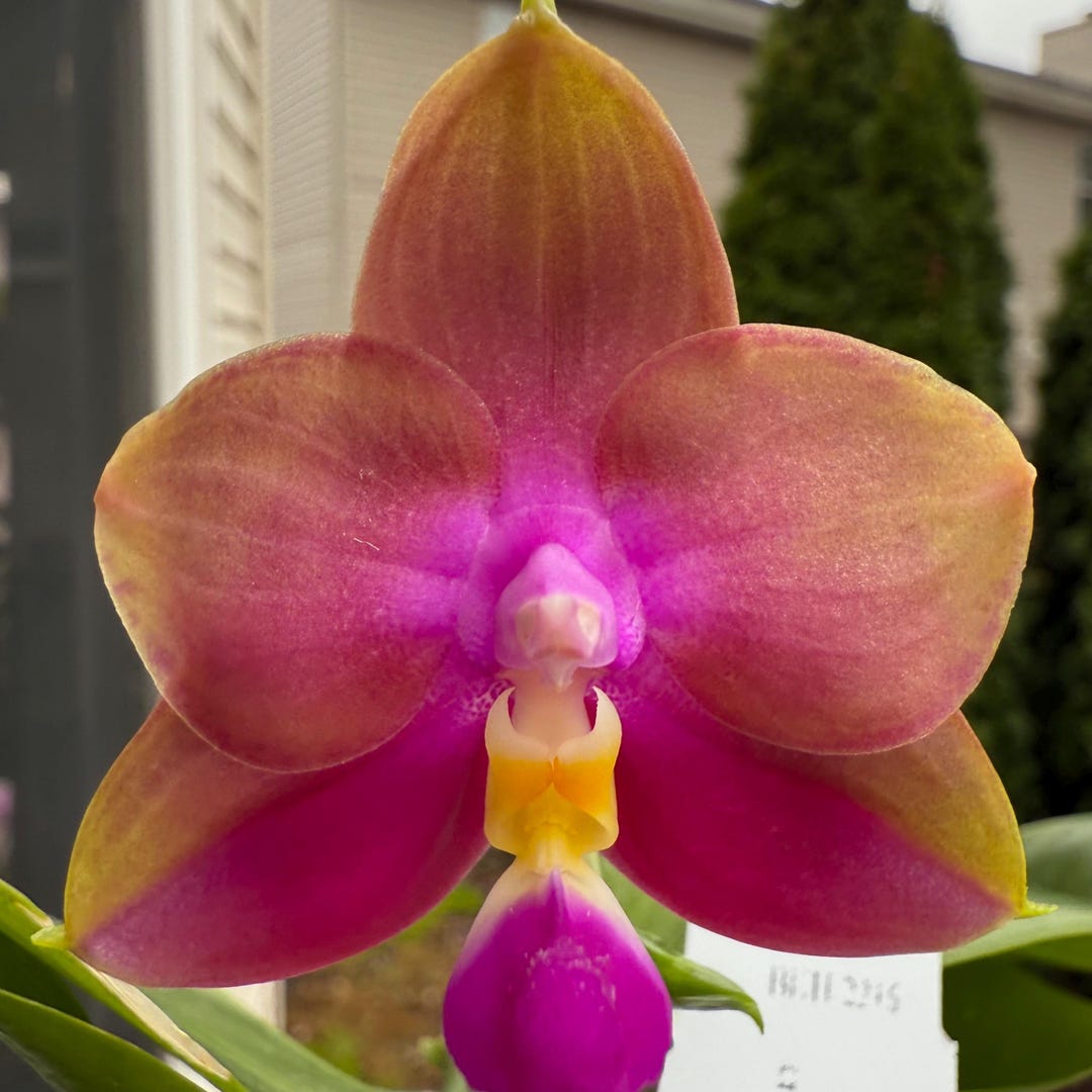 P. Yangyang Pink Mary X P. Yaphon Batman X P. Yangyang Pink Mary - Etsy