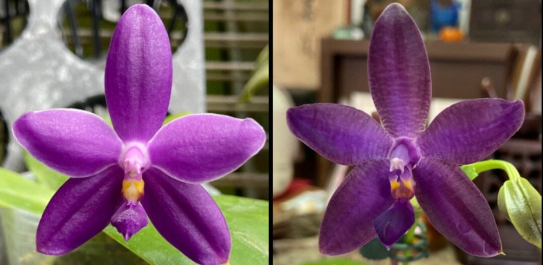 Phal. Norman's Blue Jennifer X Phal. Mainshow Blue Wave #1 - Etsy