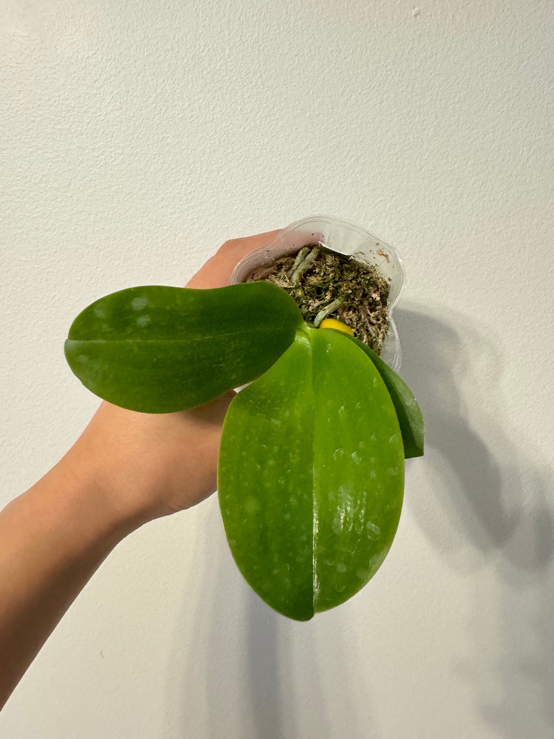 Phal. Norman's Blue Jennifer X Phal. Mainshow Blue Wave 1 - Etsy