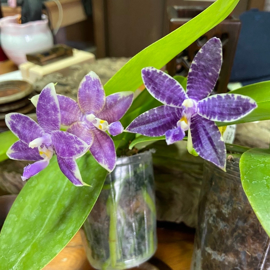 Phal. Mainshow Blue Elf 2 All Blue X Mainshow Blue Tint 1 - Etsy