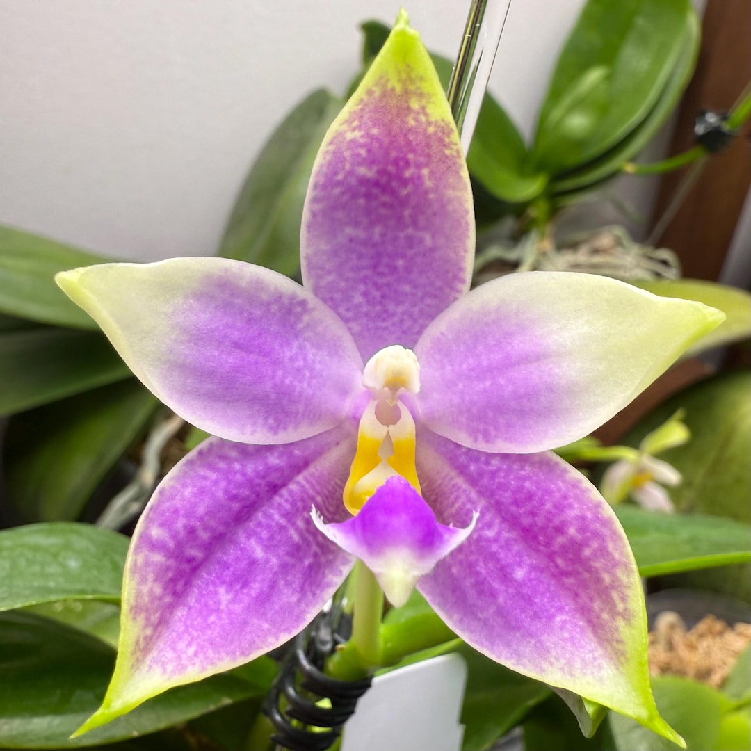 Phal. KS Samera X Phal. Lee Wai Queen - Etsy