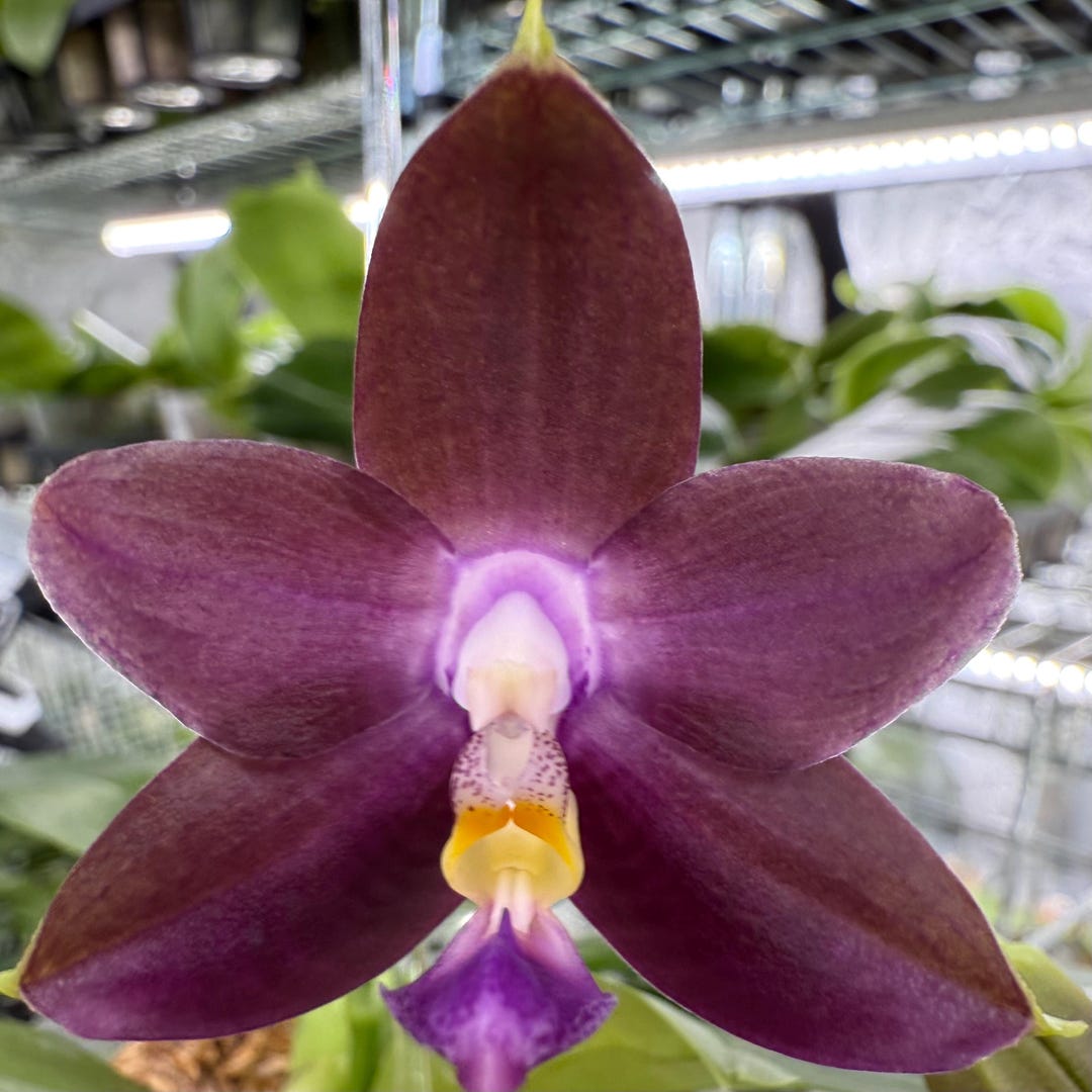 Phal. Mituo Princess X Phal. Mainshow Blue Tint - Etsy