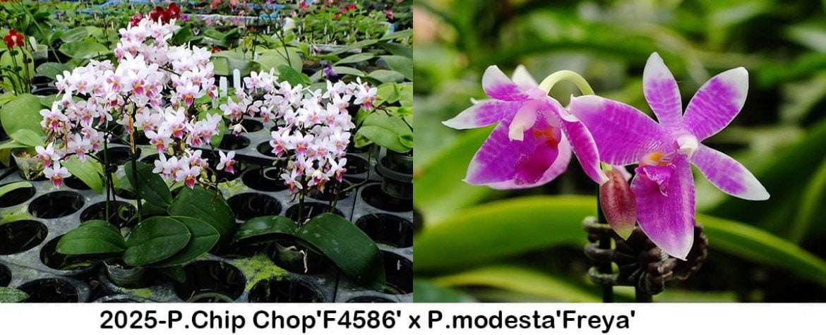 Phal. Chip Chop'f4586' P.modesta'freya' - Etsy