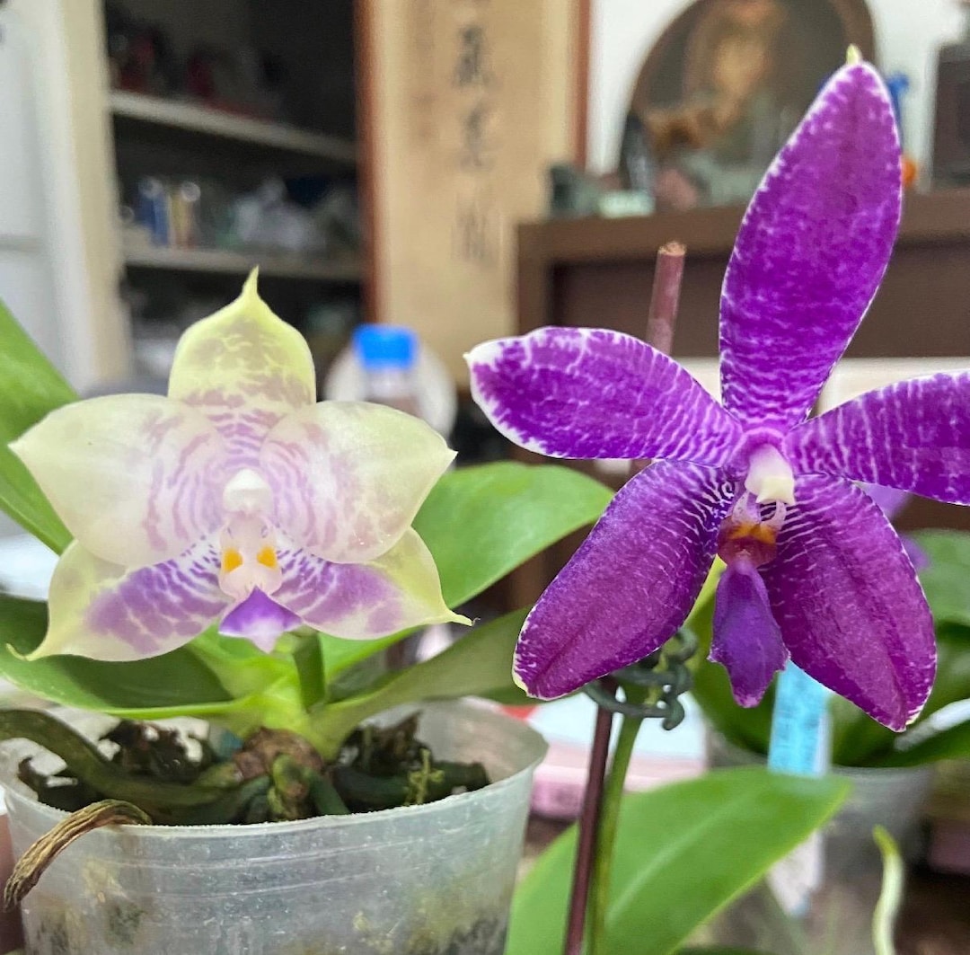 QM430A Phal. Mituo Purple Dragon #4 X Phal. Mainshow Blue Tint - Etsy