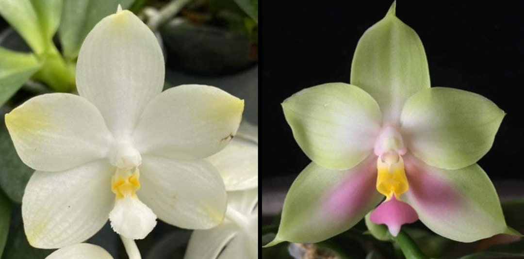 Phal. yaphon Image X Yungho Gelblitz X Bellina Pink 5 Fragrant - Etsy