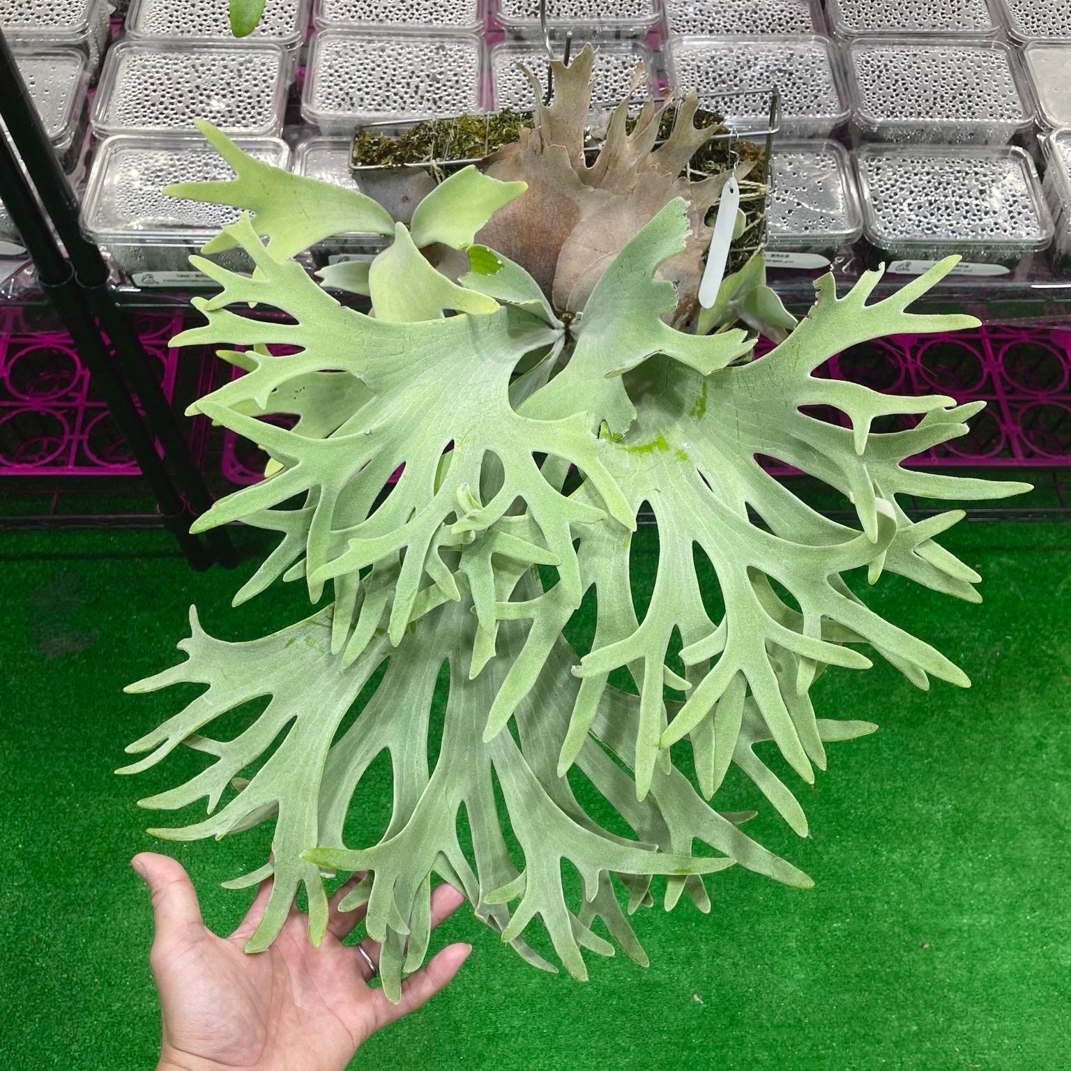 P. Willinckii Celso Tatsuta 【y】ウィリンキー セルソ タツタ P. Willinckii Celso Tatsuta 【y】ウィリンキー セルソ タツタ