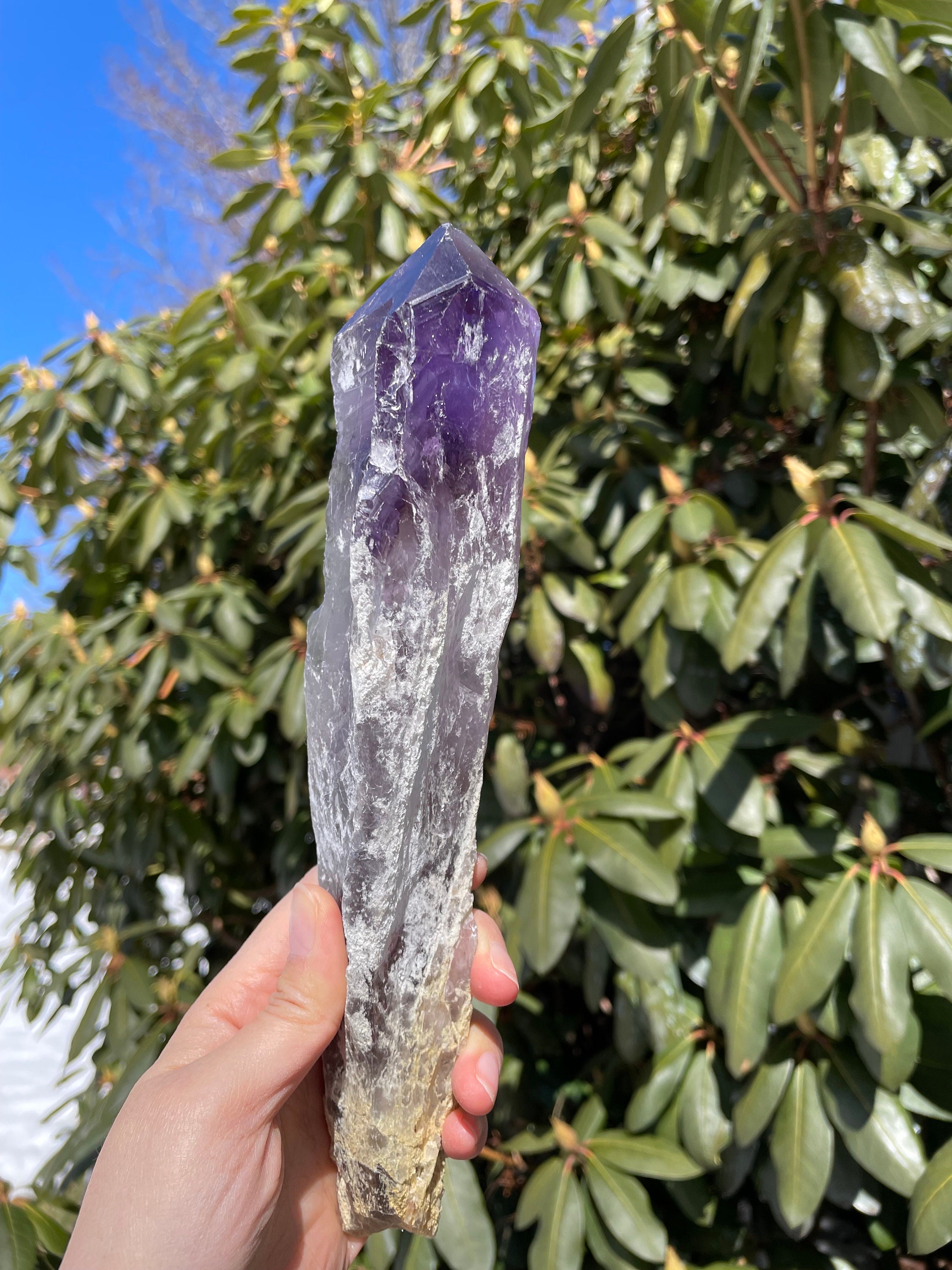 Big Natural Scepter Dragon Tooth Amethyst, Rare Find, 9" Unpolished ...
