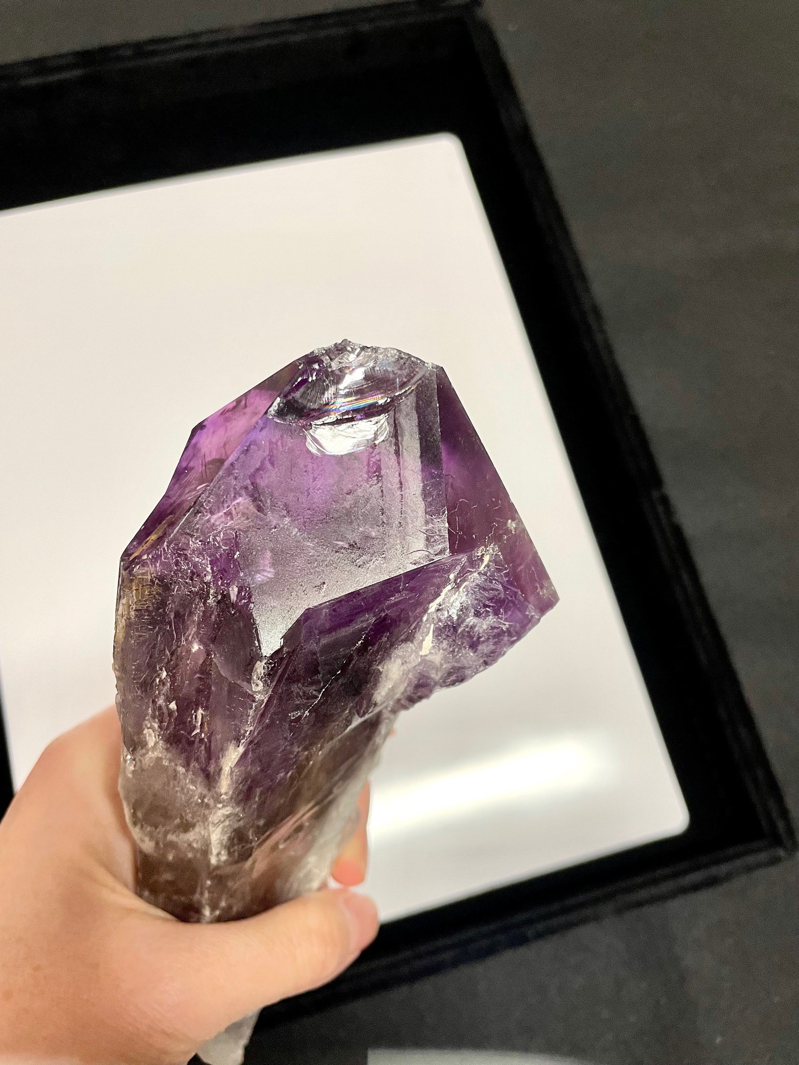 Big Natural Scepter Dragon Tooth Amethyst, Rare Find, 7.5" Unpolished ...