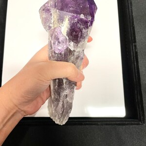 Big Natural Scepter Dragon Tooth Amethyst, Rare Find, 7.5" Unpolished ...