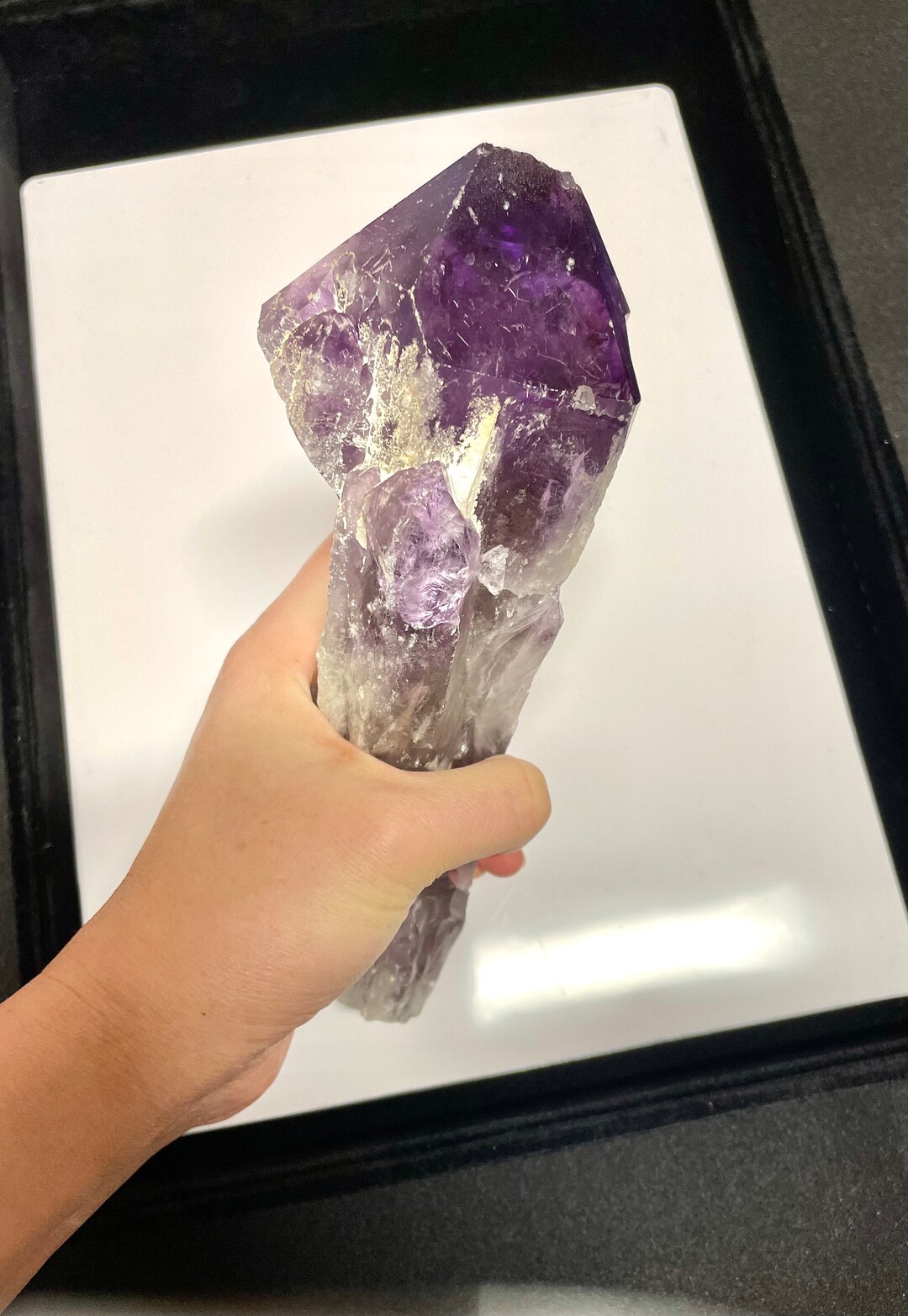 Big Natural Scepter Dragon Tooth Amethyst, Rare Find, 7.5" Unpolished ...